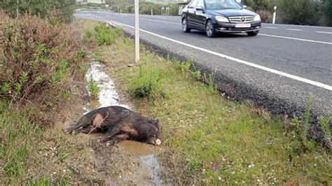 Un jabalí muerto en la cuneta daños en la carretera y un vehículo