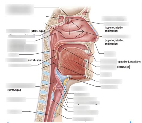 Upper Respiratory Tract Diagram Quizlet