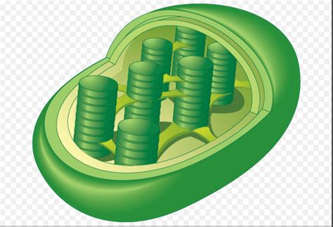Biology Chloroplast Diagram Diagram Quizlet