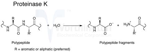 Proteinase K A Serine Proteinase For Cell Lysis We Are Eaton