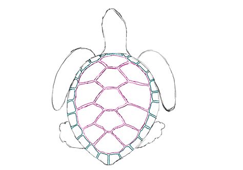 How To Draw A Sea Turtle Step By Step