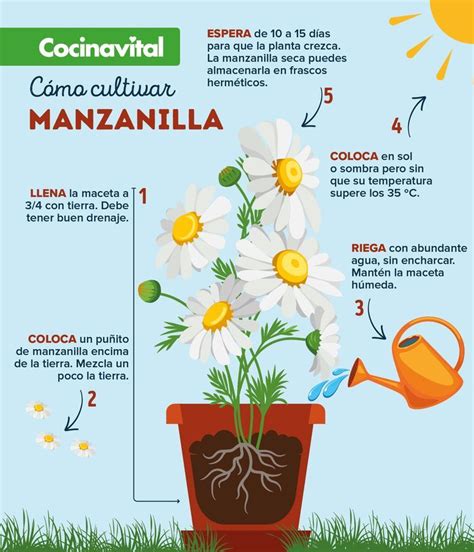 C Mo Cultivar Manzanilla En Maceta Org Nica Artofit