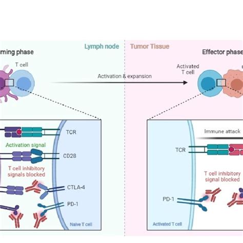 Mechanism Of Action Of Immune Checkpoint Inhibitors Left The Priming