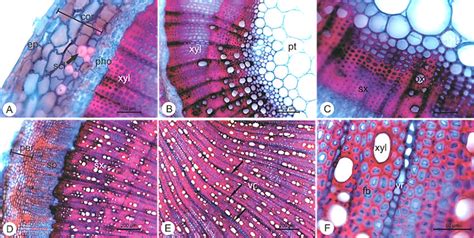 Cross Sections Of Stem Of Elsholtzia Ciliata Thunb Hyl A Stem