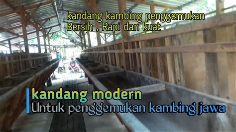 Kandang Modern Untuk Penggemukan Kambing Model Skat Per Ekor YouTube