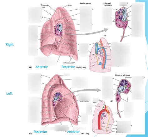Lungs Diagram Quizlet