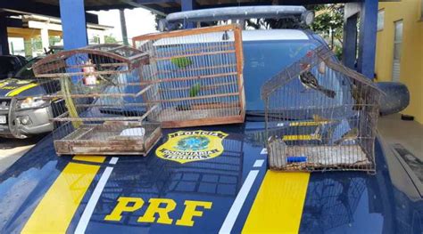 PRF Flagra Crime Ambiental E Resgata Animais Silvestres Escondidos Em