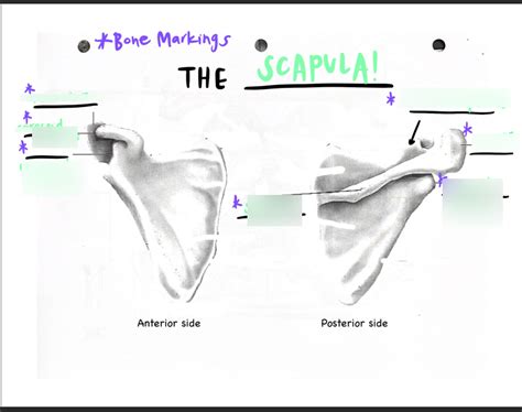 Scapula Bone Markings Diagram Quizlet