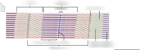 Skeletal Muscle Structure Of A Sarcomere Diagram Quizlet