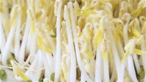 How To Grow Mung Bean Sprout Step By Step Youtube