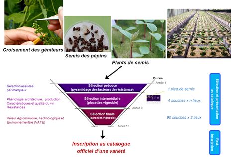 Méthodologie de sélection variétale et matériel végétal afférent