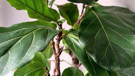How To Grow And Care For Fiddle Leaf Fig
