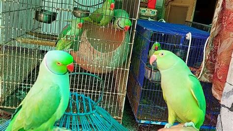 Male Parrot Talking To Female India Ringneck Parrots YouTube