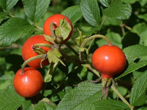 How To Grow Roses From Seeds