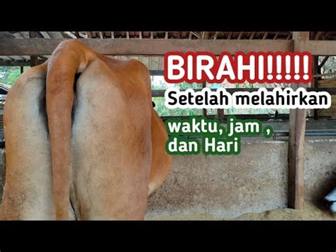 DETEKSI SIKLUS SAPI SETELAH BERANAK YouTube