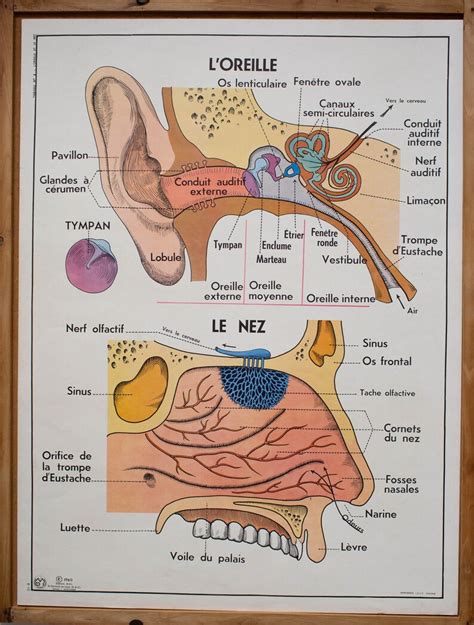 Anatomie Corps humain Vintage Affiche scolaire double face d école