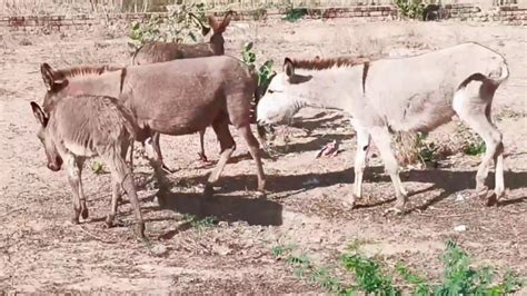 Donkey Mating Youtube