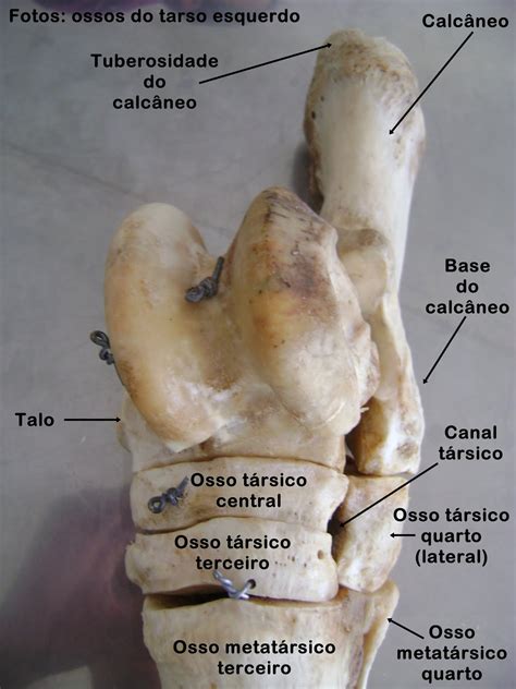 Tarso Anatomia Anatomia Veterin Ria I