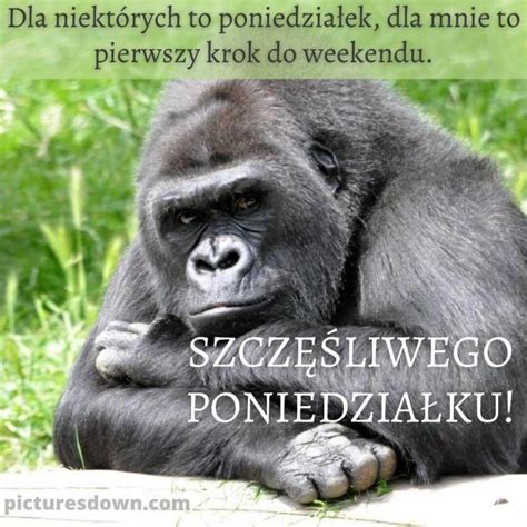 Kartka dzień dobry w poniedziałek śmieszne ogromny goryl