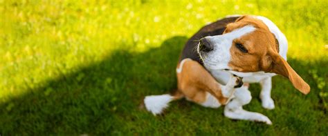Perché il mio cane si gratta Casa del Cane Rimini