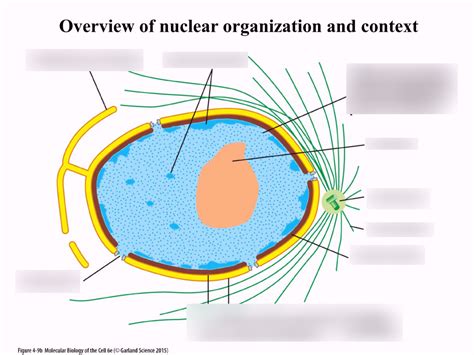 Cell Bio Final Diagram Quizlet