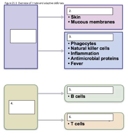 Immune System Flashcards Quizlet