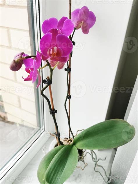 Details 300 la orquídea phalaenopsis Abzlocal mx