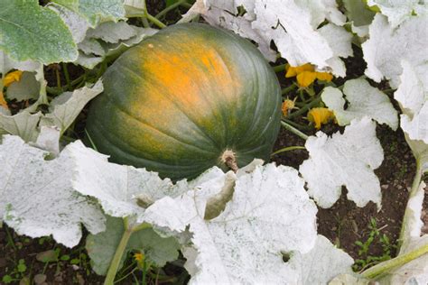 Cuidados De La Calabaza Huerto En Casa