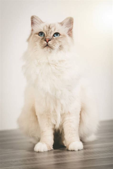 Gato birmano características carácter y cuidados