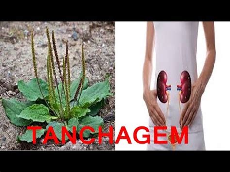 Para que serve o Chá de Tanchagem e efeitos colaterais YouTube