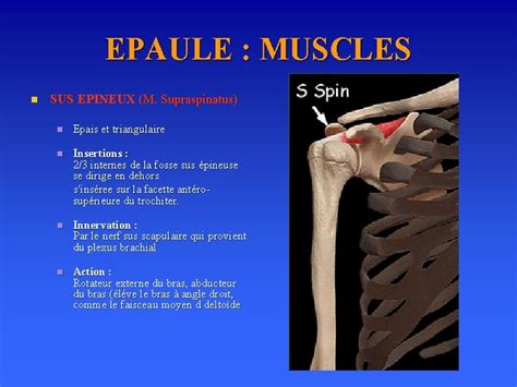 ANATOMIE RADIOLOGIQUE DE LEPAULE PLAN Paule N Coude