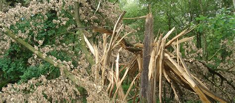What Happens When Lightning Strikes A Tree