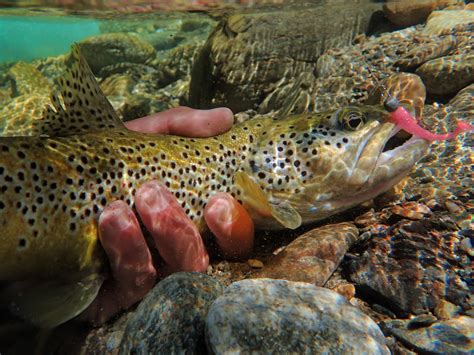 Pêche des salmonidés aux leurres Art Pêche et Nature