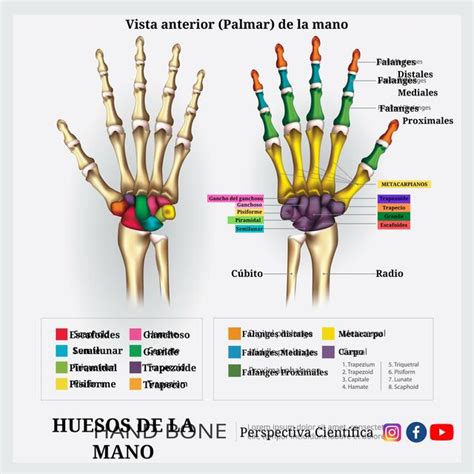Huesos de la Mano Perspectiva Científica uDocz
