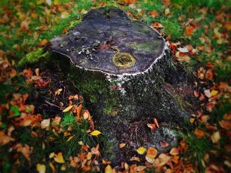 Les différents types de dessouchage d un arbre Bricoccasions