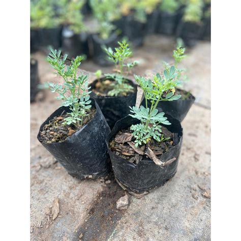 Pack De Ruda Bolsa Bol Packs De Plantas Plantas