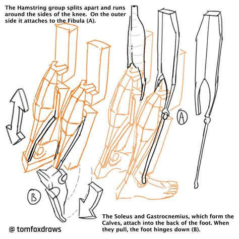 Tomfoxdraws On Twitter Human Anatomy Drawing Human Anatomy Art