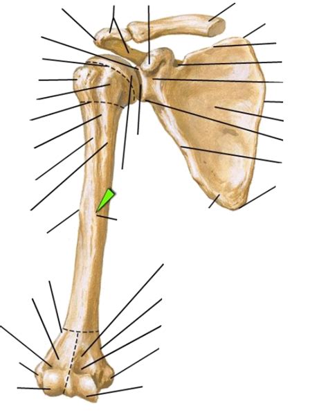 Humerus And Scapula Anterior Diagram Quizlet