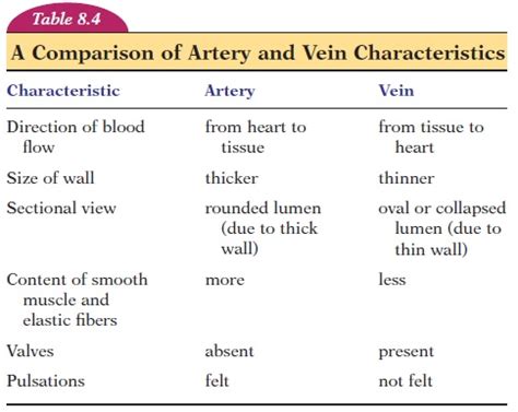 Arteries Veins And Capillaries Comparison