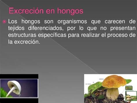 un esquema sobre la excreción en los hongos Brainly lat