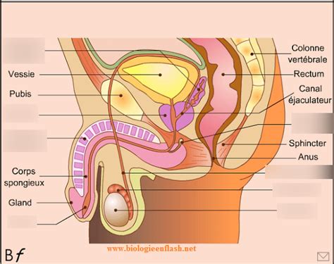 L APPAREIL GENITAL MASCULIN Diagram Quizlet