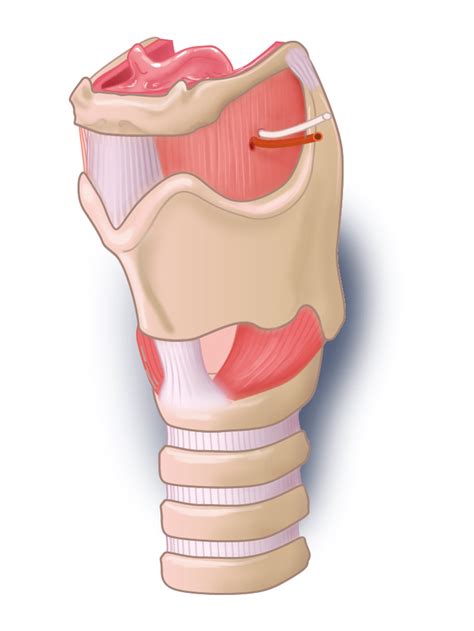 Slagter Drawing Larynx Anatomy Anterior Lateral View No Labels The