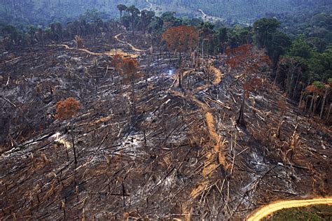 Desmatamento na Amazônia cresceu 56 6 nos últimos três anos Pará