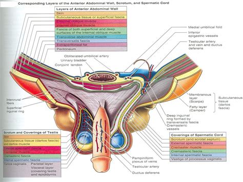 Superficial Inguinal Ring Cadaver