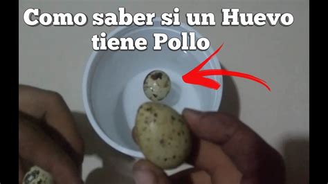 Actualizar Imagen Como Saber Si Un Huevo Es Pollo O Gallina