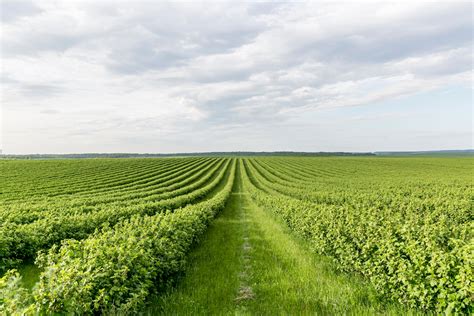Novo Fiagro realiza hoje 1º pagamento de dividendos veja qual