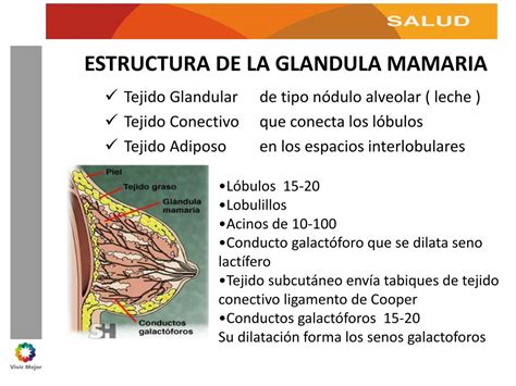 PPT ANATOMÍA Y FISIOLOGÍA DE LA GLÁNDULA MAMARIA PowerPoint