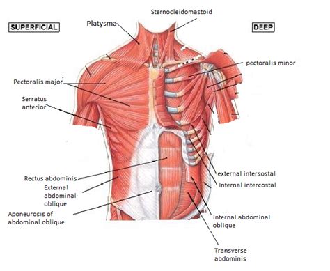 Muscles Of The Chest And Abdomen Kirtley S Anatomy Website