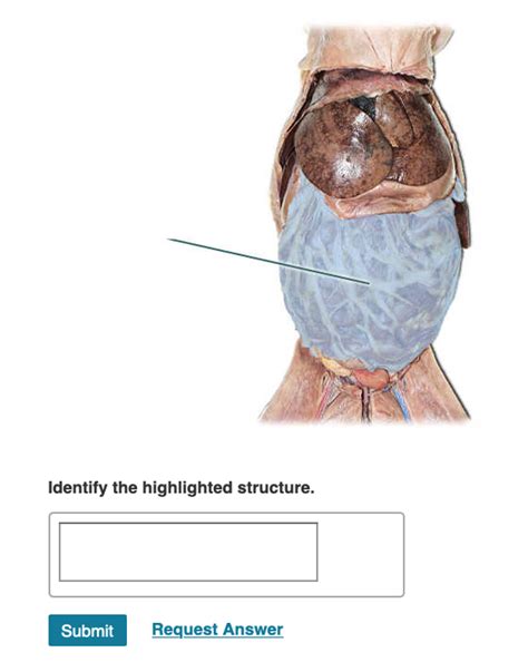 Solved Identify The Highlighted Structure Submit Request Chegg