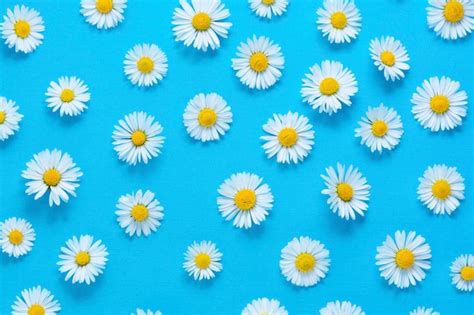 Flores De Manzanilla Blanca Sobre Fondo Azul Foto Premium